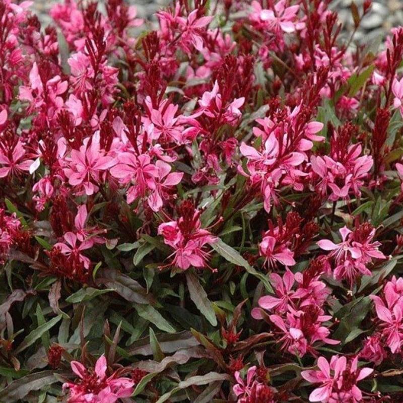 Gaura lindheimeri ’Gaudi® Compact Red’ - Évelő díszgyertya